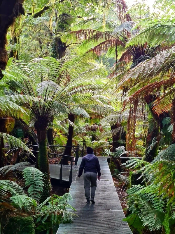 Discover The Magic Of Maits Rest Rainforest Walk: A Must!